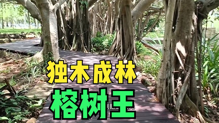 独木也成林,占地八亩,号称亚洲榕树王的大榕树你见过吗?