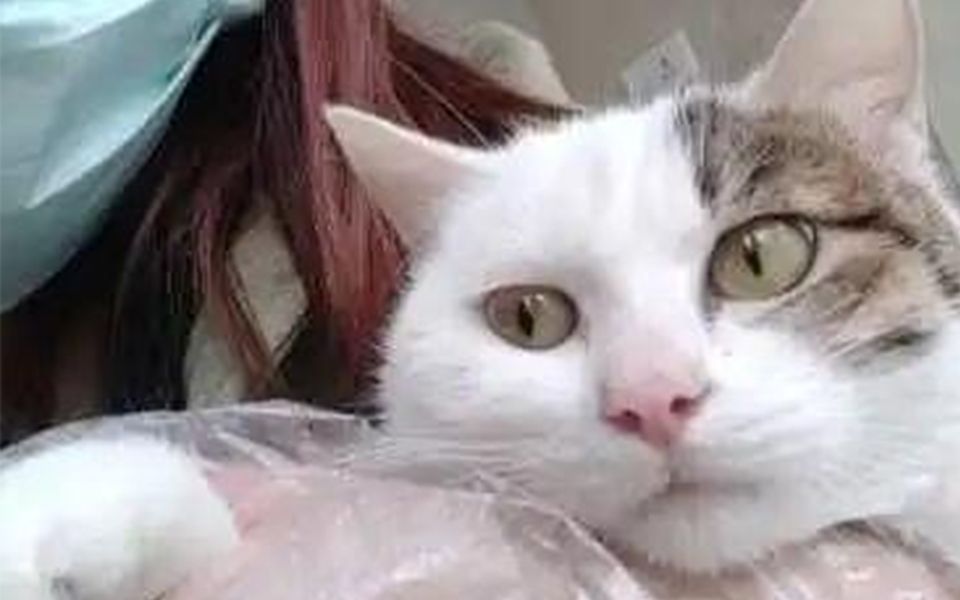 被困的残疾猫对救助人赶路飞快~--解救因封城断水断粮的小动物第34天