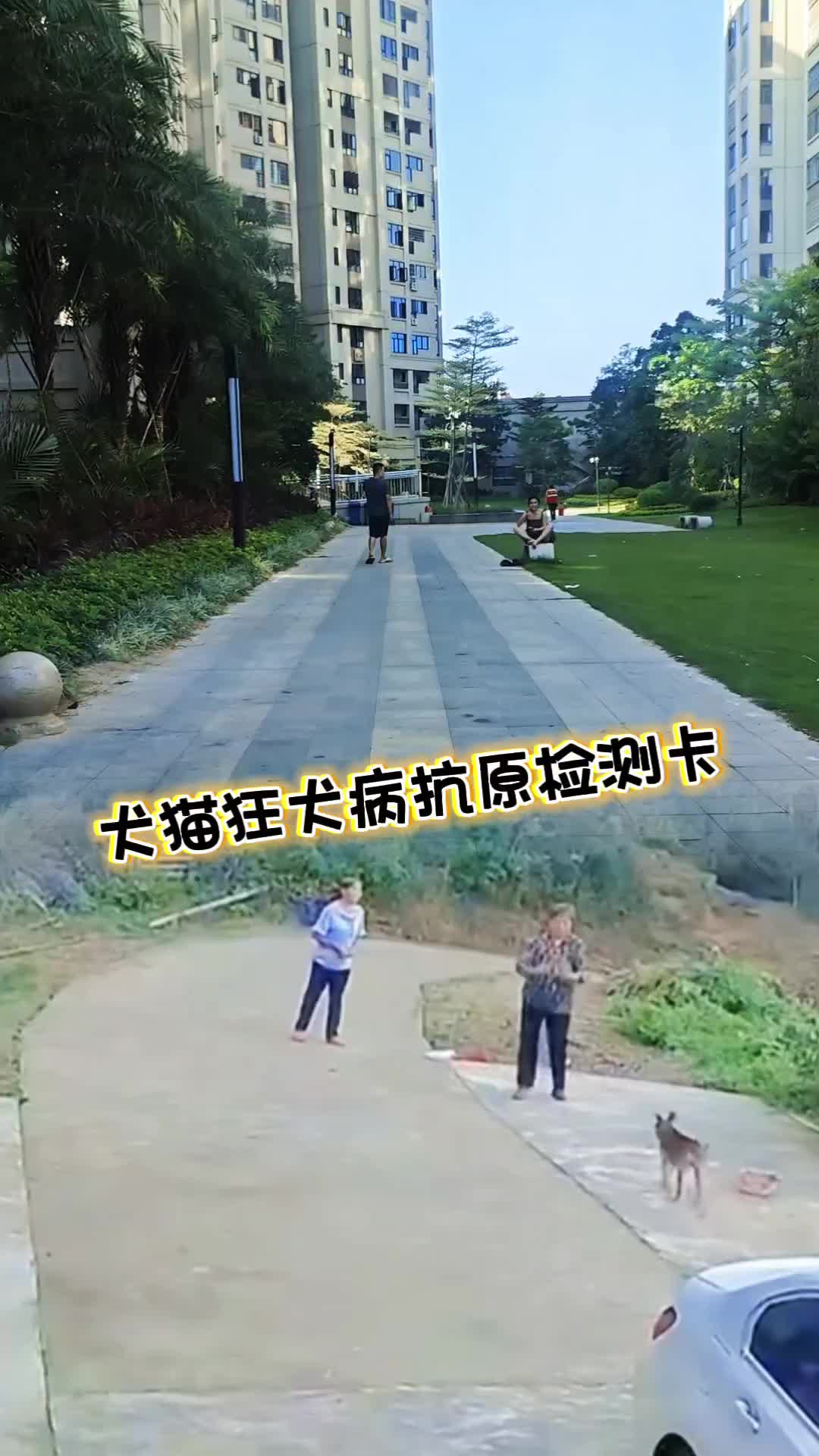 怎么正确使用狂犬抗原检测卡?请看视频就清楚了!#狂犬病 #在家检测