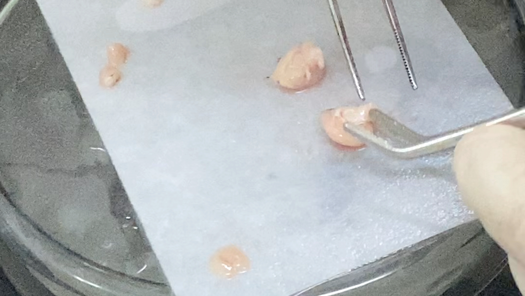 超详细小鼠取脑组织教学!