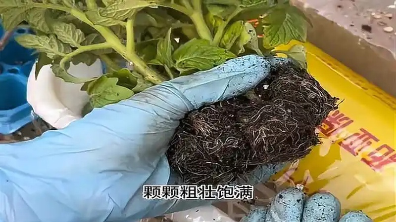 矮生番茄苗子现在移栽,开春就能吃上一茬!