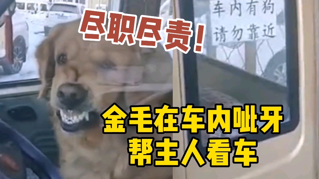 金毛在车内帮主人看车 有人靠近便冲人呲牙