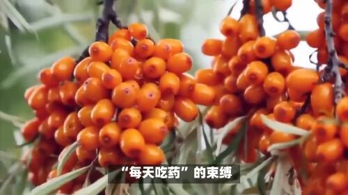 沙棘原浆真能降血压?揭秘前必须弄懂的三大真相!