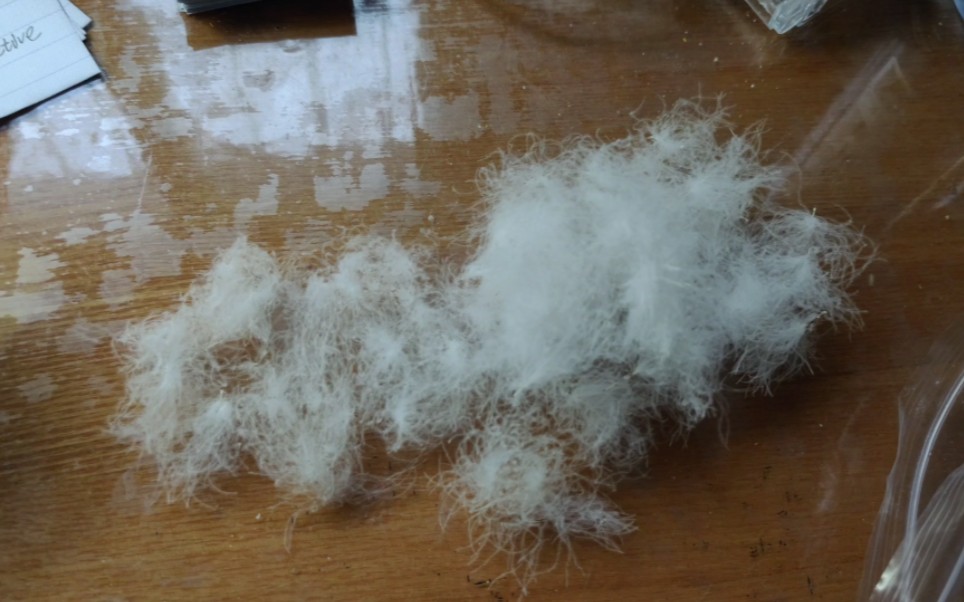 春天到了鸭鸭的羽绒服漏了