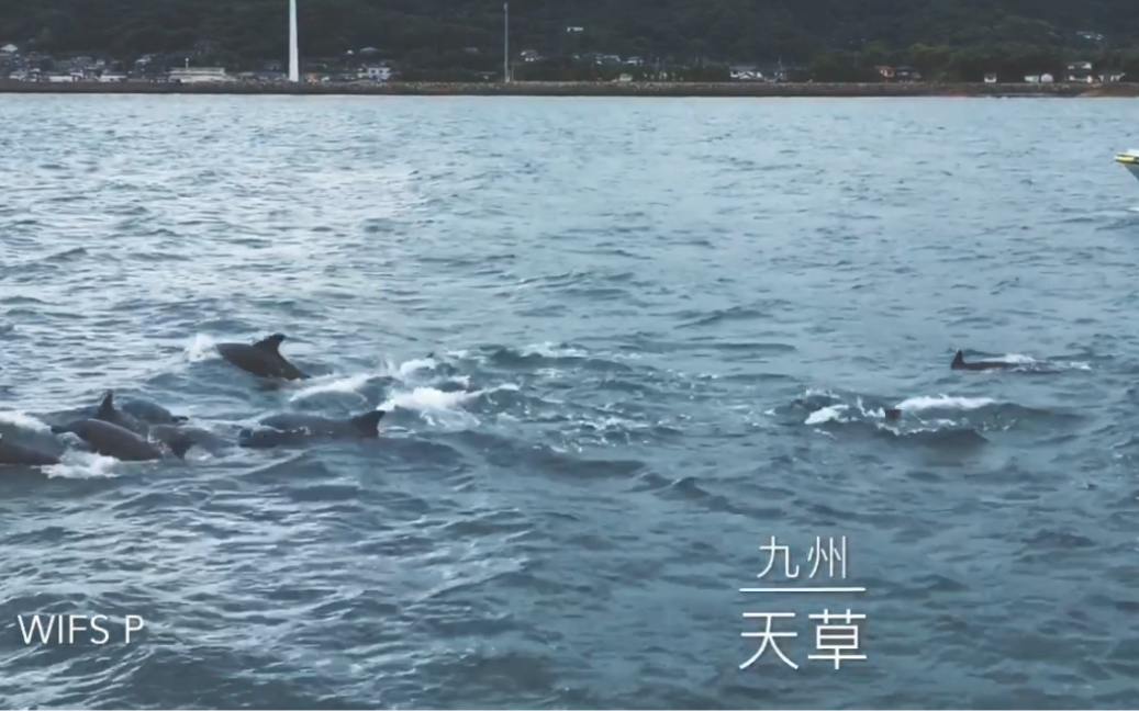 日本九州天草港的海豚