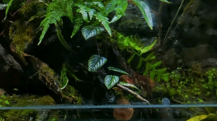 【小型生态缸】树蛙专用