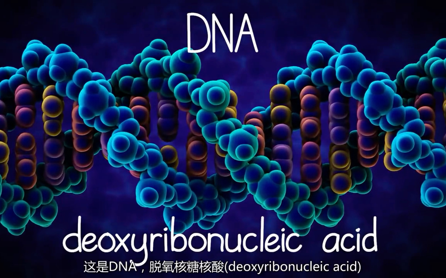 [高中生物动画演示]DNA的结构
