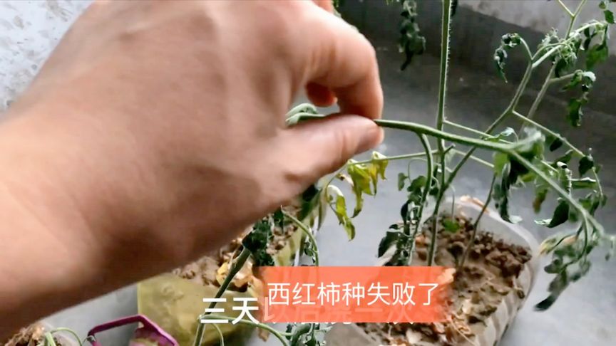 室内阳台种植小西红柿失败了,六个月时间为啥只开花不结果?