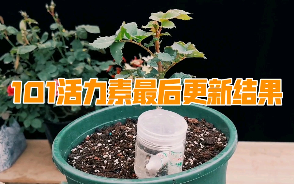 最后一次更新HB101测试结果!再次验证了对它的认知,我不配拥有