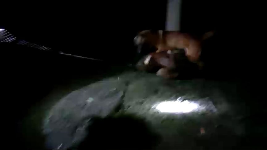 都说马犬不能打架,看看这两条打得有多凶猛实战
