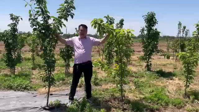#控根器厂家 #防草布厂家 #新型除草布 #抖音助农扶农