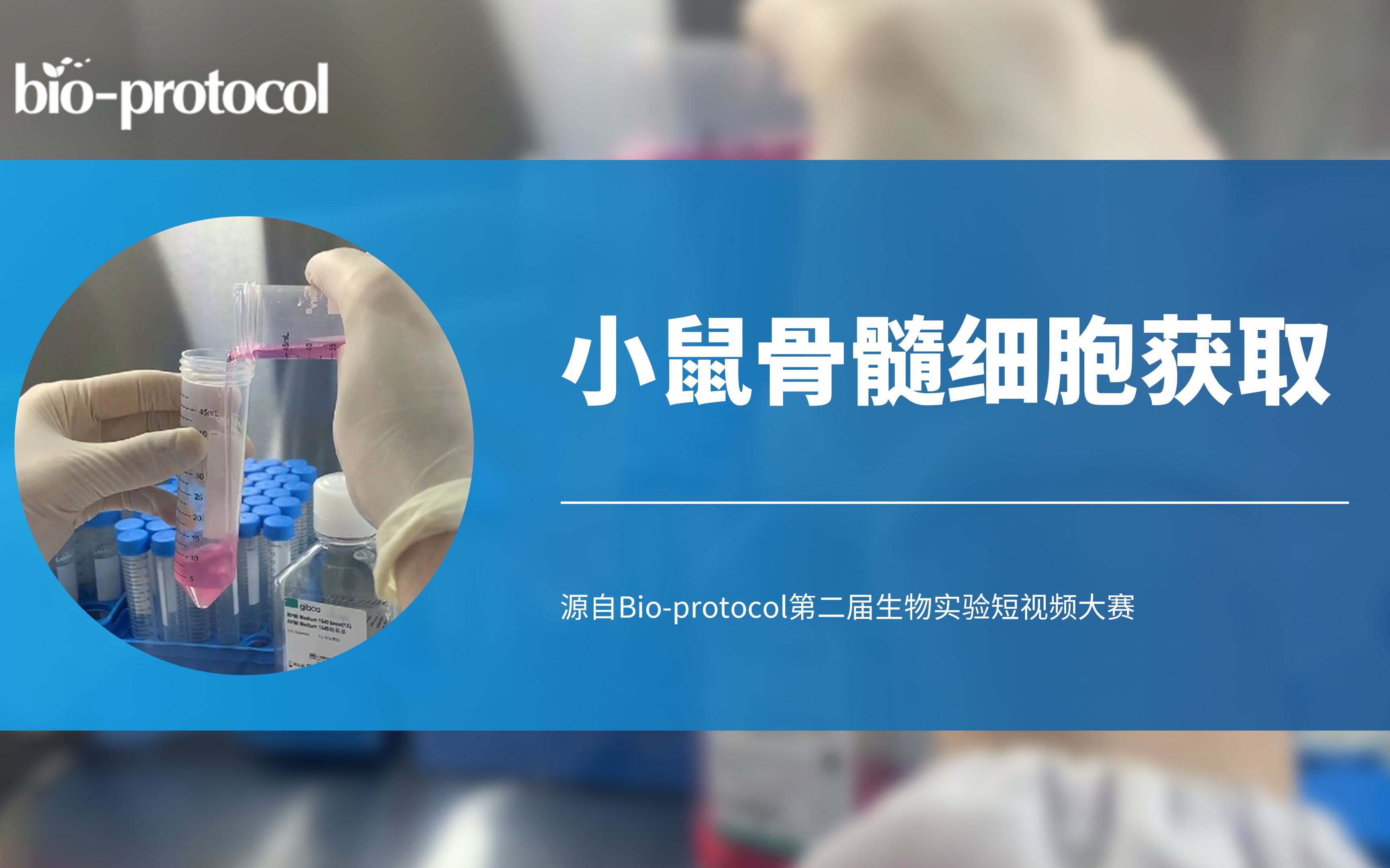 【短视频大赛】小鼠骨髓细胞获取
