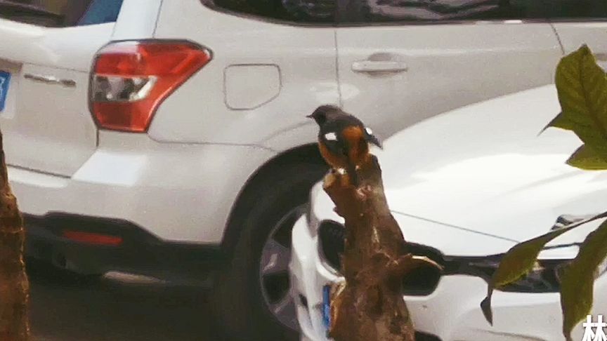 拦腰一刀小鸟的窝蛋蛋没了-人砍树从不考虑鸟的感受-小鸟已找不家