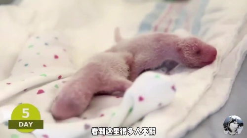 大熊猫一出生像个小老鼠似的,100天的成长,变化实在是大啊