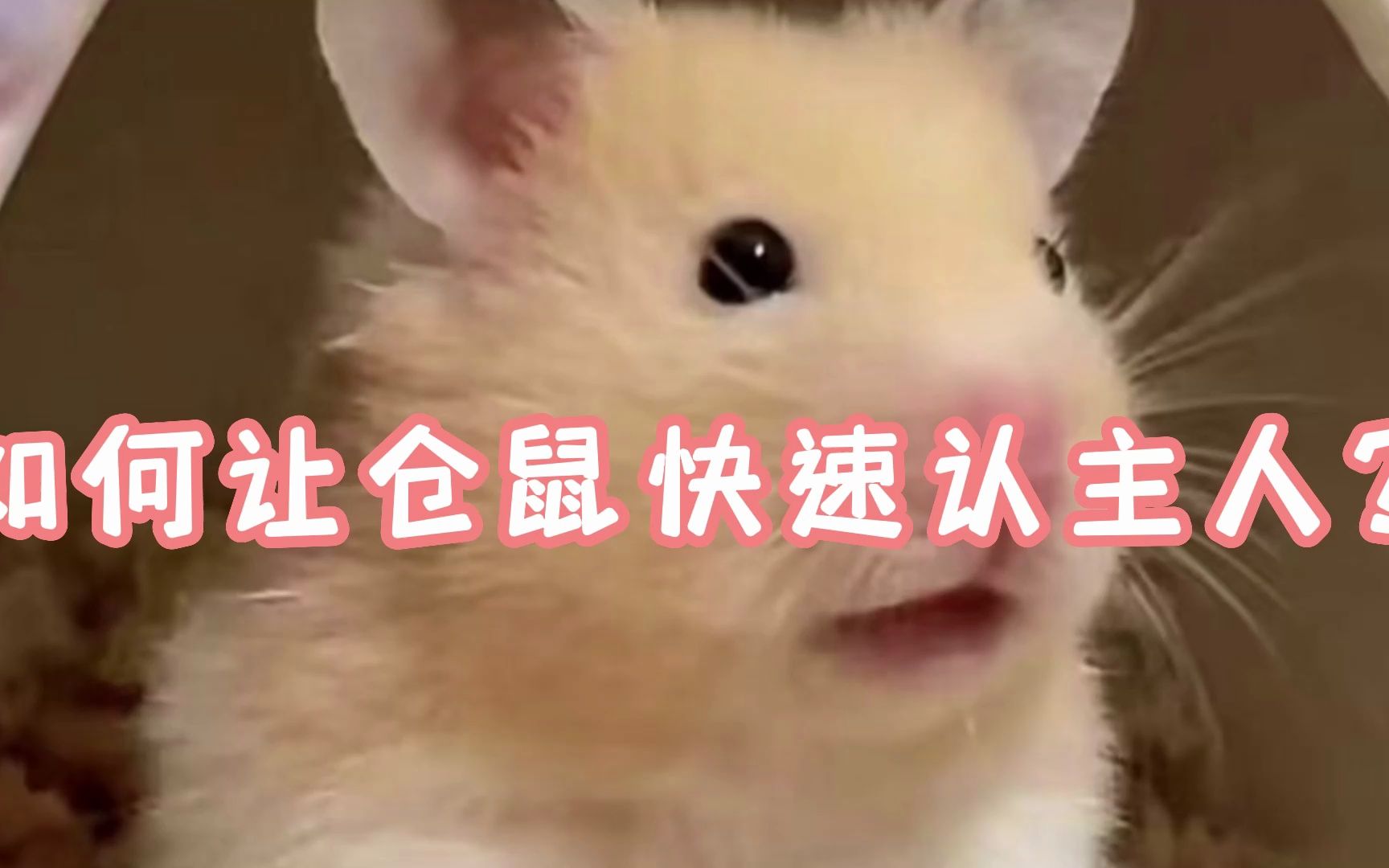 如何让仓鼠快速认主人?