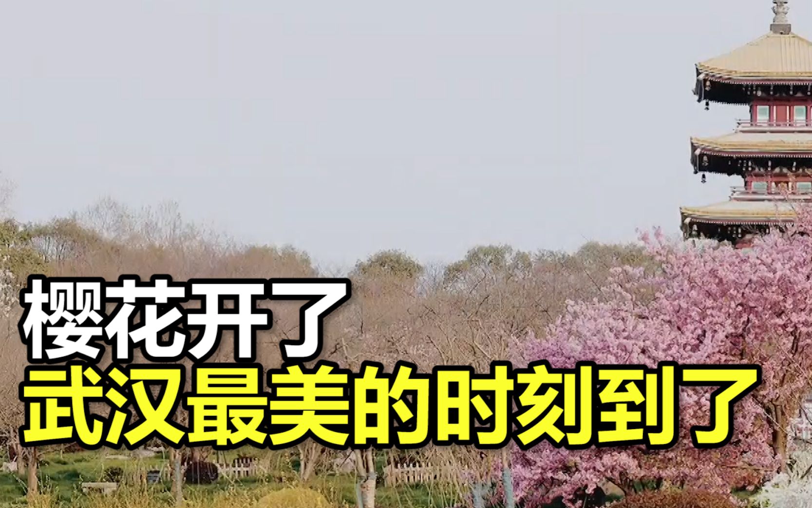 樱花盛开迎春至,武汉最美的时刻到了!