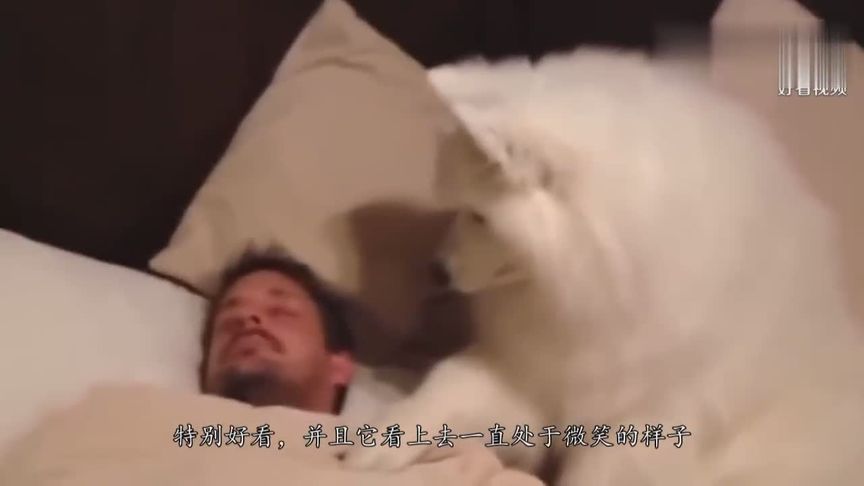 全球最贵的3种狗狗,其中中国一只红色神犬,售价高达190万美元