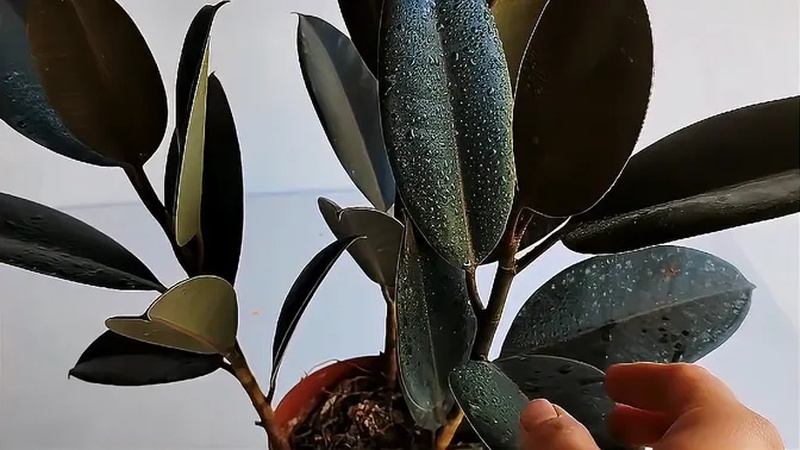 橡皮树的养殖方法和注意事项,如何繁殖