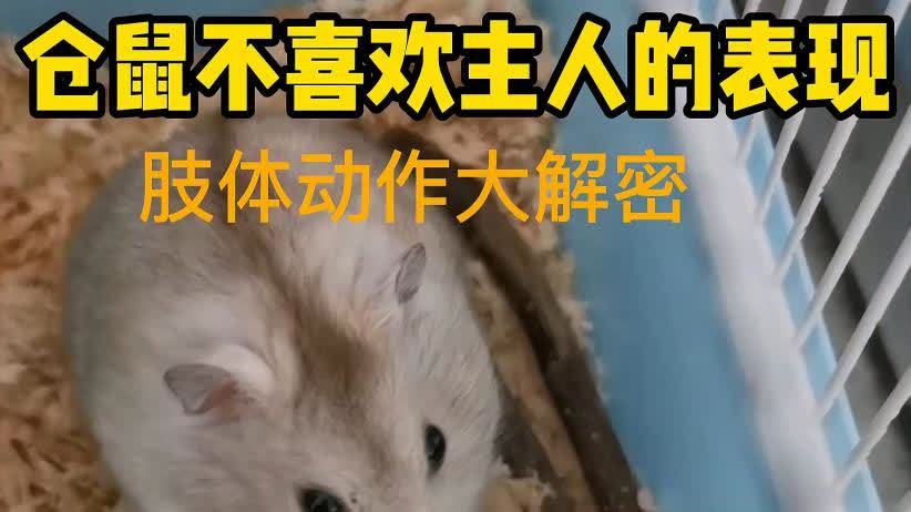 仓鼠不喜欢主人的表现 仓鼠肢体动作大解密