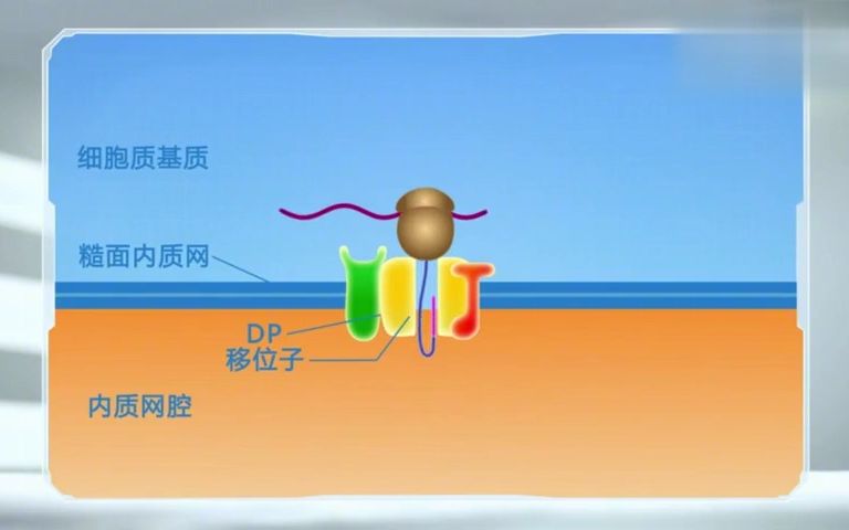 细胞生物学-6_1,信号假说