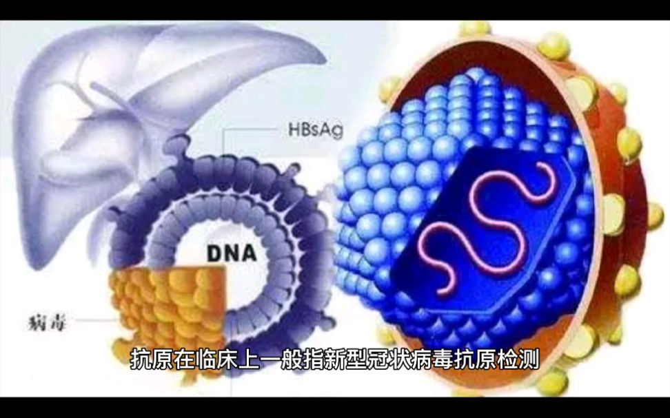 抗原什么时候做最准?