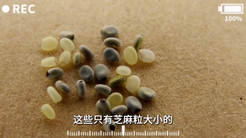 蚕的生命有多短暂呢?一分钟看完蚕从孵化到成蝶
