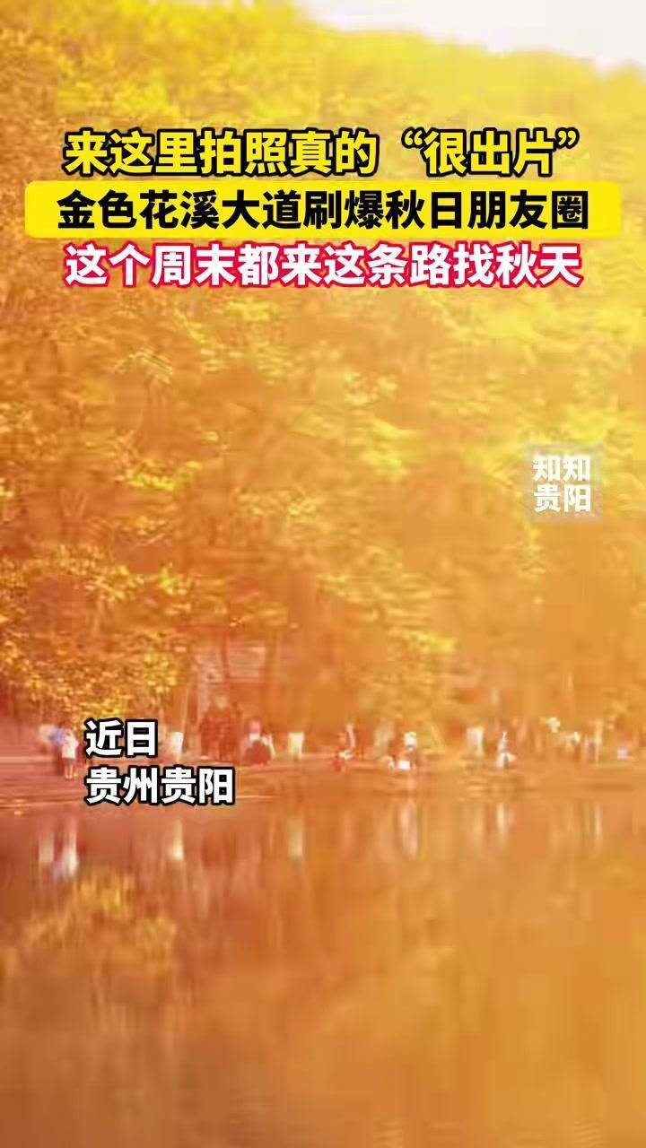 来这里拍照真的“很出片”!金色花溪大道刷爆秋日朋友圈,这个周末都...
