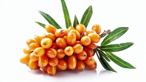 沙棘被称"维C之王"!这样吃调理全身,功效太惊人