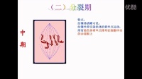 植物细胞的有丝分裂教学微课视频