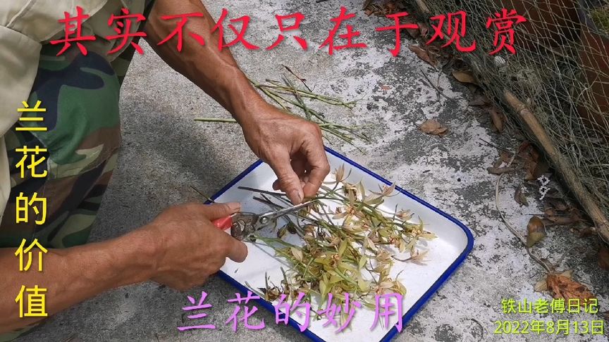 兰花的花并不只是可以用来欣赏,它还有一定的药用价值你知道吗