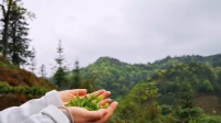 富硒茶宜健康,耐冲泡口感好