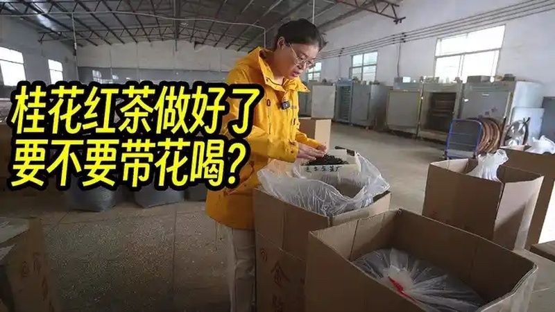 桂花红茶要不要带花喝?阿梅刚窨好70斤,分别试喝下口感如何?