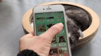 给喵星人听猫叫模拟器, 猫咪们反应亮了