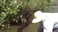 電影中的大蟒蛇沒想到真的.The big python in the movie is