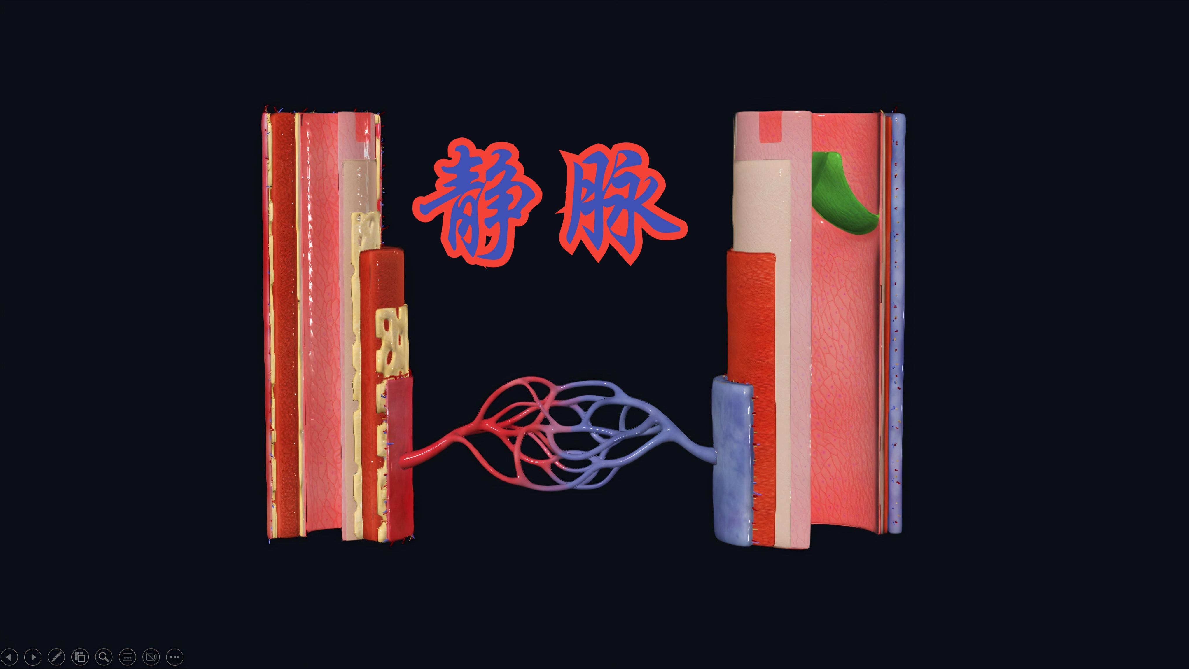 3D带你了解人体的静脉系统