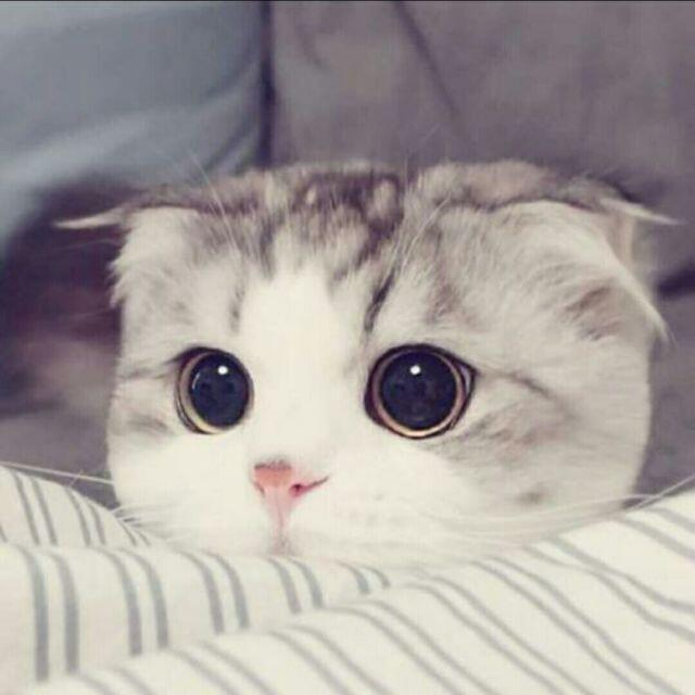 傻猫一只 