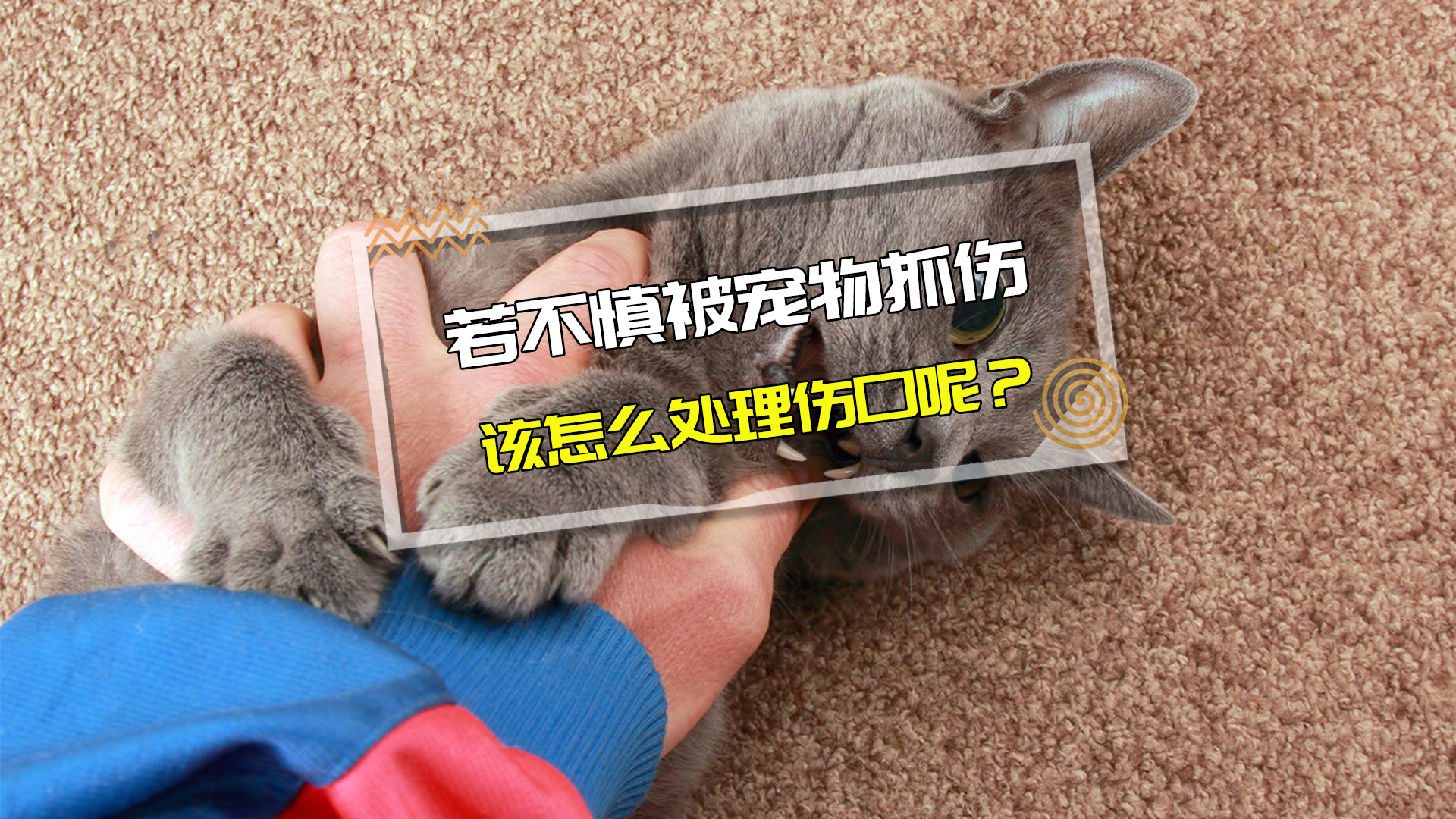 【医知宠】被宠物抓伤不处理易感病毒,医生教你在家如何处理伤口