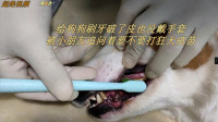 给狗狗刷牙破了皮也没戴手套,被小朋友追问着要不要打狂犬疫苗?
