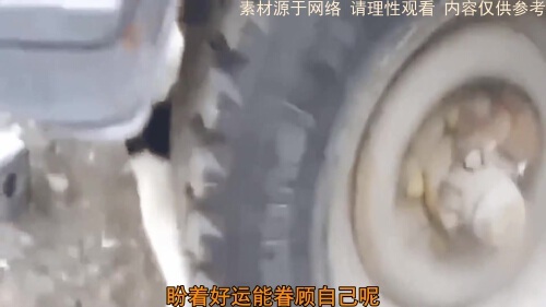 老鼠经历生与死的瞬间,终于明白了侥幸真的不能信!
