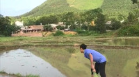 还可以这样种植水稻?日本牛人表演随缘插秧法,要是能活一棵算他牛