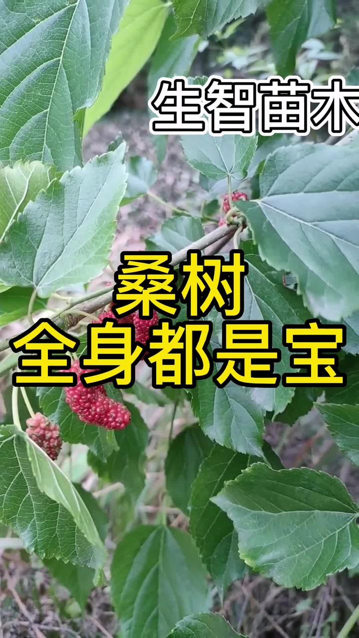 #果树苗 桑树虽小 作用却大 有知道的朋友 欢迎评论区留言呀@抖音短...