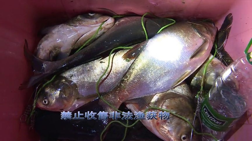 禁捕退捕,这个短视频很重要
