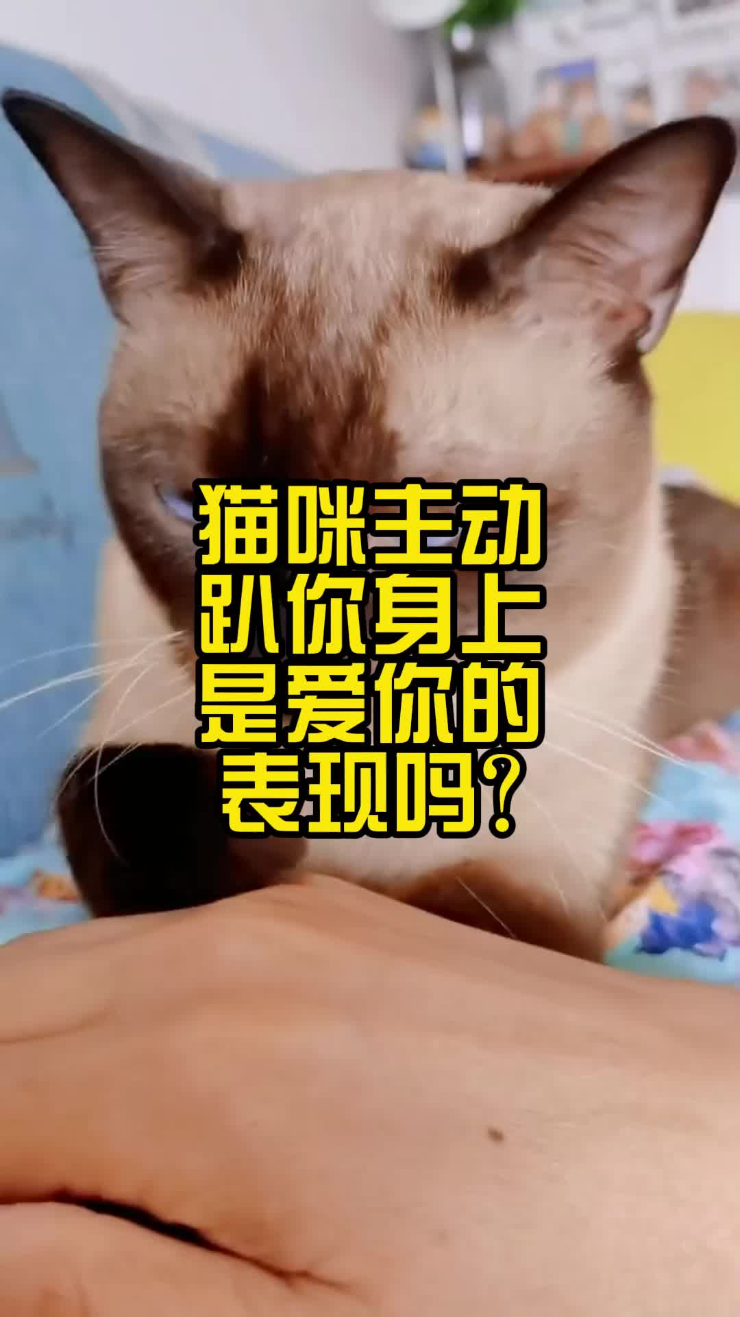 猫咪主动趴在你身上,是爱你的表现吗?