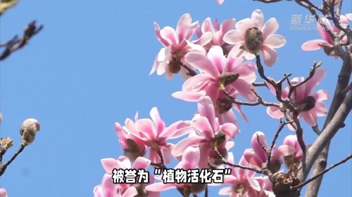 古旱莲:跨越千年的"植物活化石"之谜