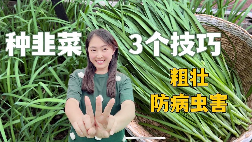 韭菜种植的3个技巧,让韭菜长得又粗又长,没有病虫害