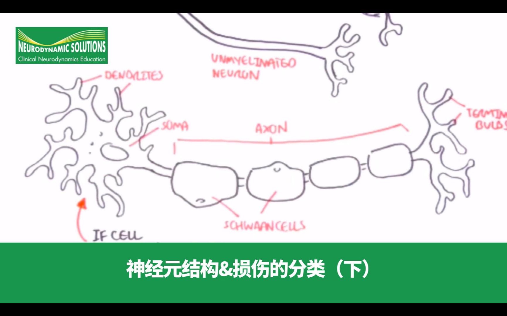 神经元结构&损伤的分类(下)