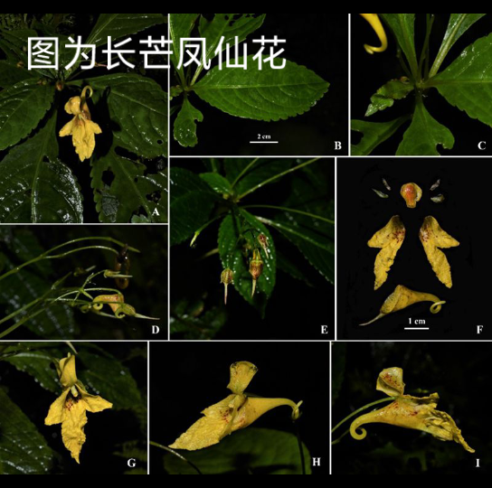 我国科研人员发现3种凤仙花属植物新物种