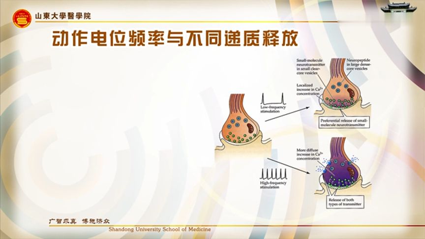 医学生理学:9.2.1神经系统概述—神经递质与受体(一)