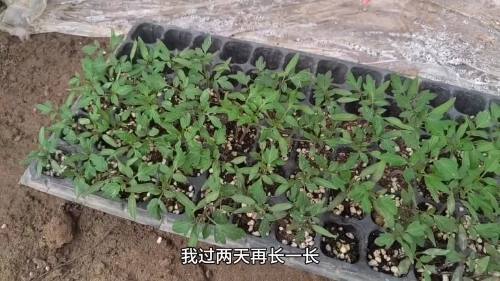 番茄移栽前的最后一次间苗管理