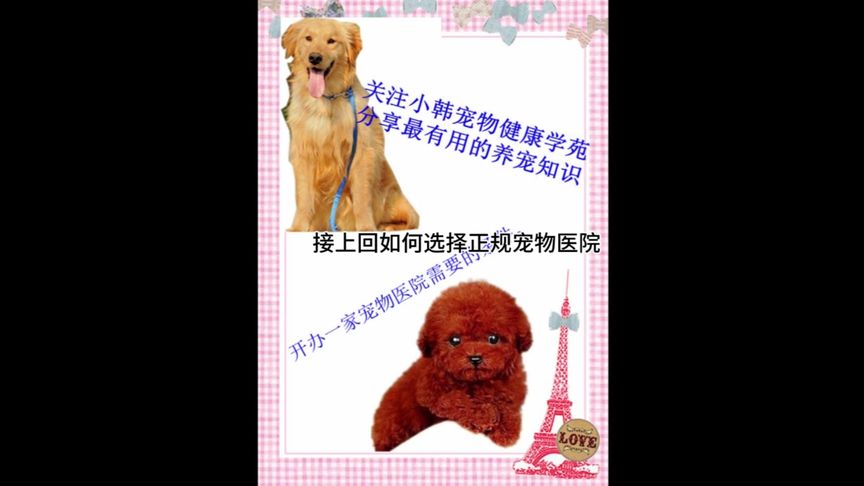 爱宠生病如何选择一家正规的宠物医院